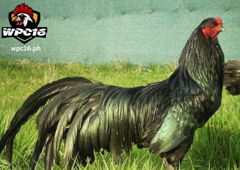 10 Best Fighting Rooster at Gamefowl Breeds - WPC16